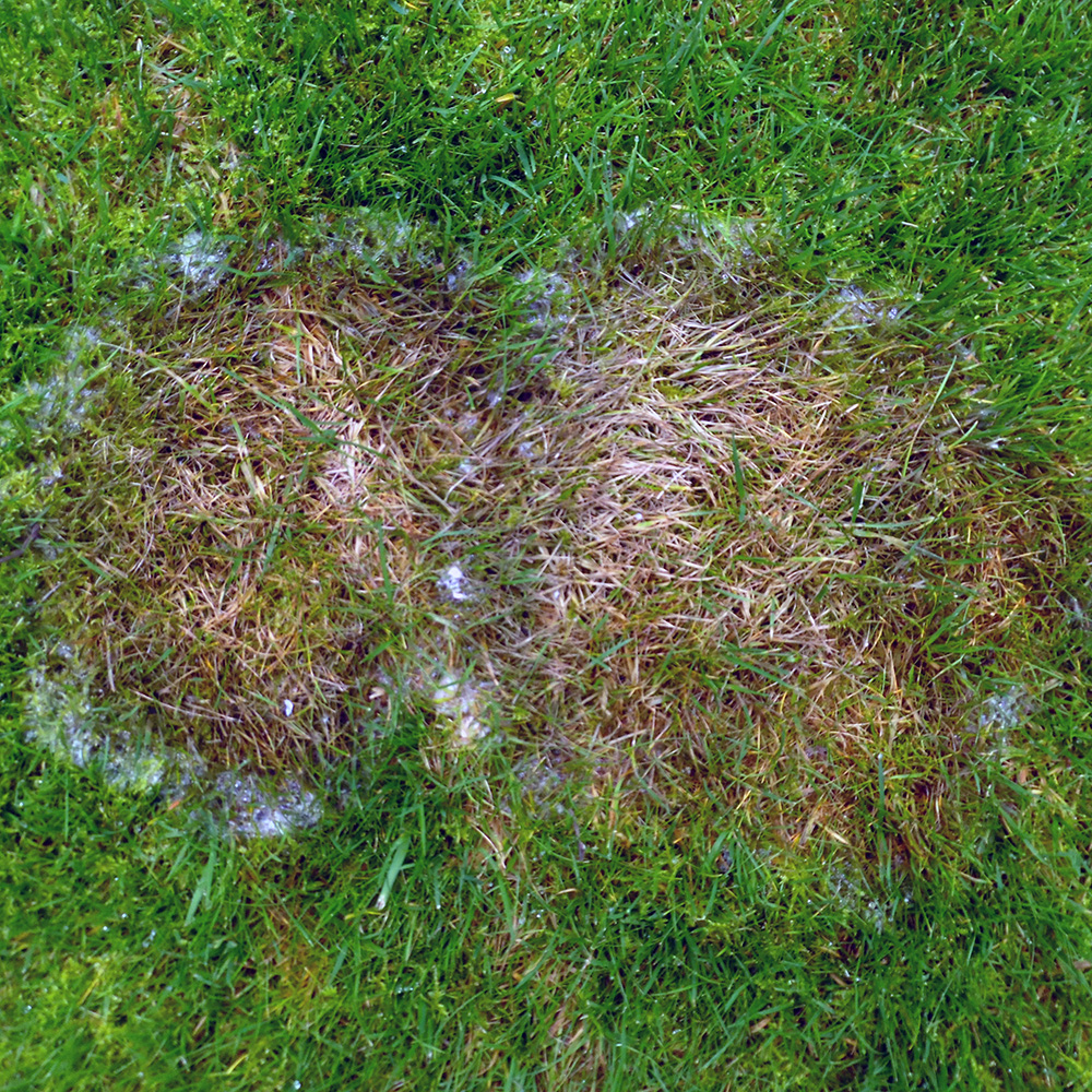 How to Spot Lawn Diseases and Pests - Turf 10 Professional Lawn Care