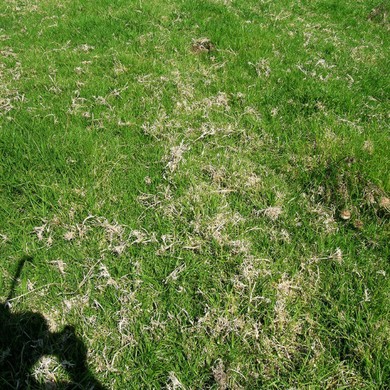 How to Spot Lawn Diseases and Pests - Turf 10 Professional Lawn Care