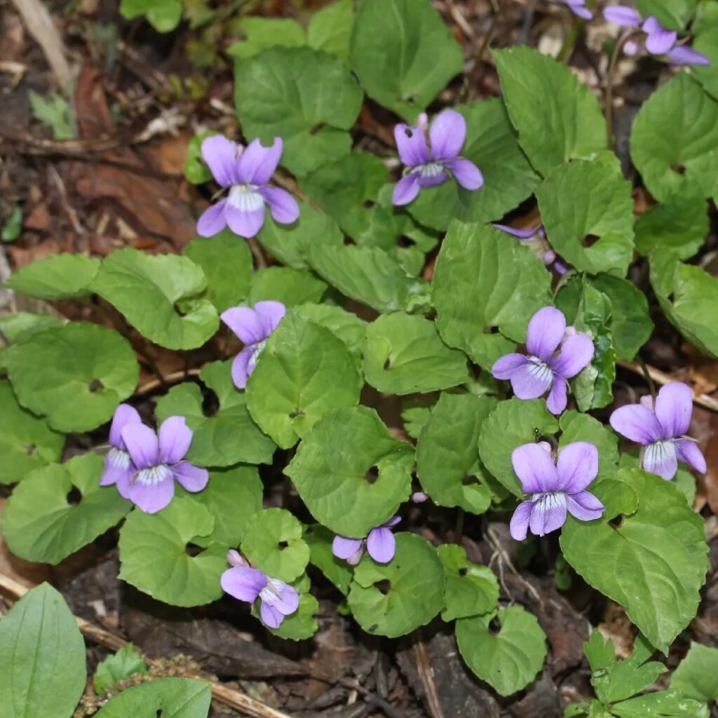 Lawn Weeds – A Survival Guide - Turf 10 Professional Lawn Care